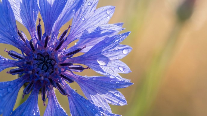 Free Dewy Morning Petals Image - Cornflower, Blue, Macro | Download at ...